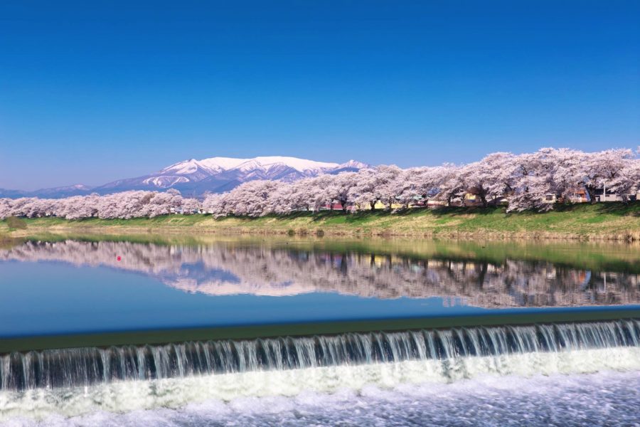 Hitome Senbon Zakura Festival 1 000 Cherry Trees VISIT MIYAGI