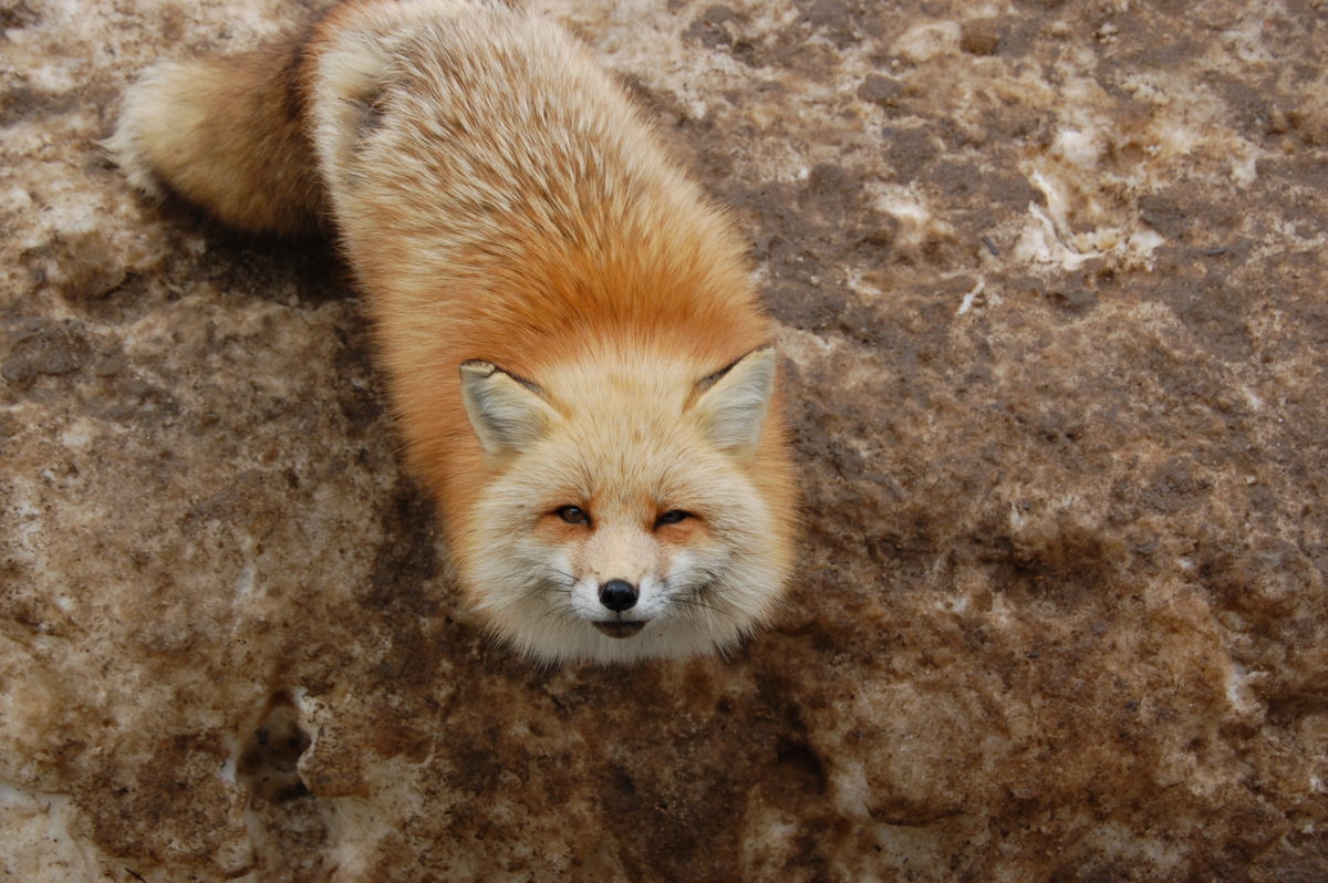 Cultural Odyssey in Zao | VISIT MIYAGI